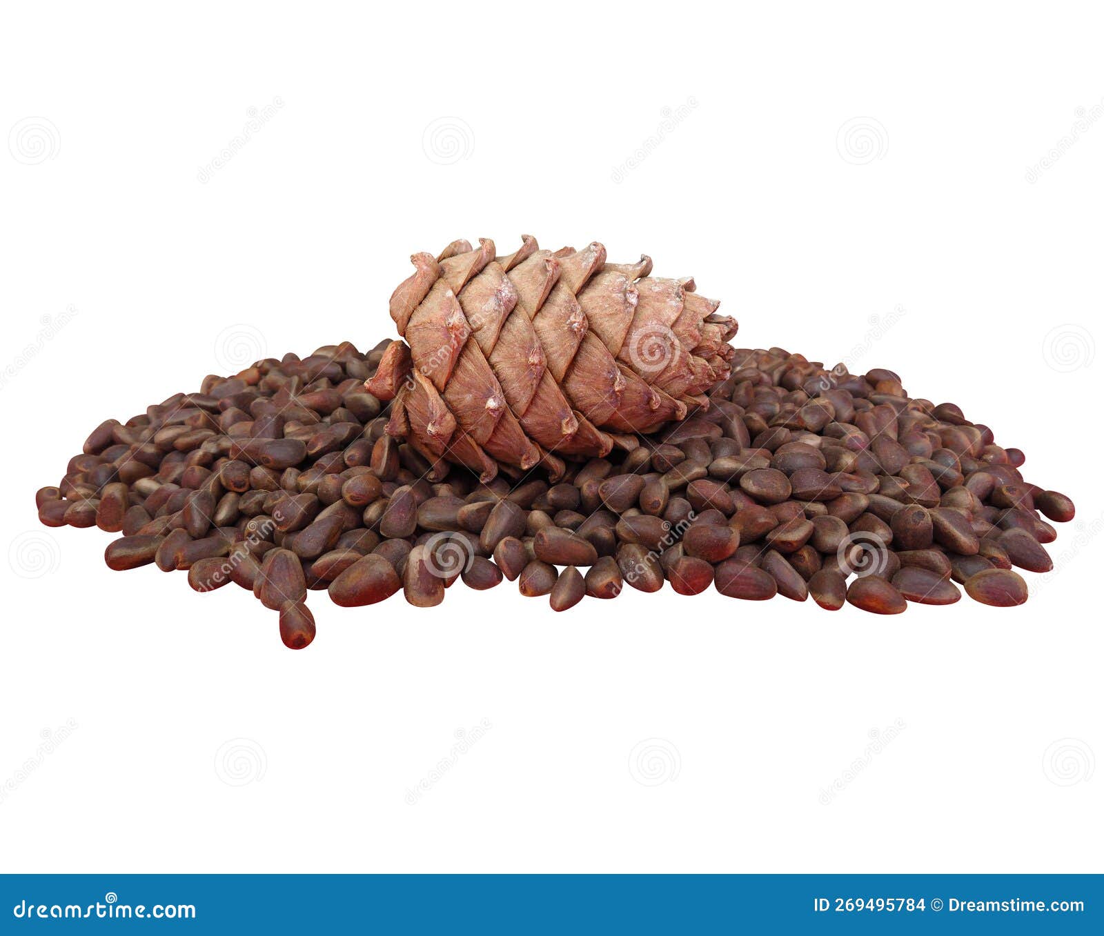 Cedar cone on cedar seeds stock photo. Image of ingredient - 269495784