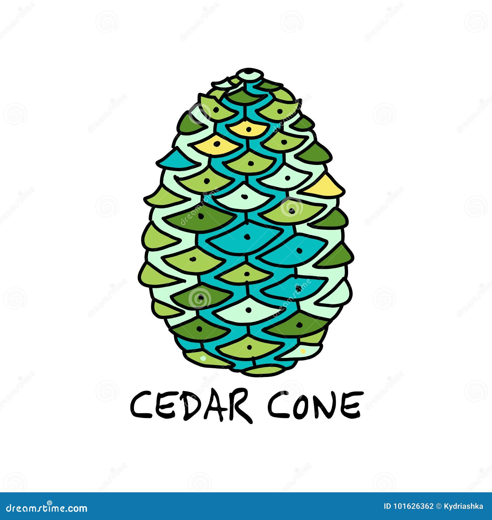 Cedar Cone, Sketch For Your Design Vector Illustration | CartoonDealer ...