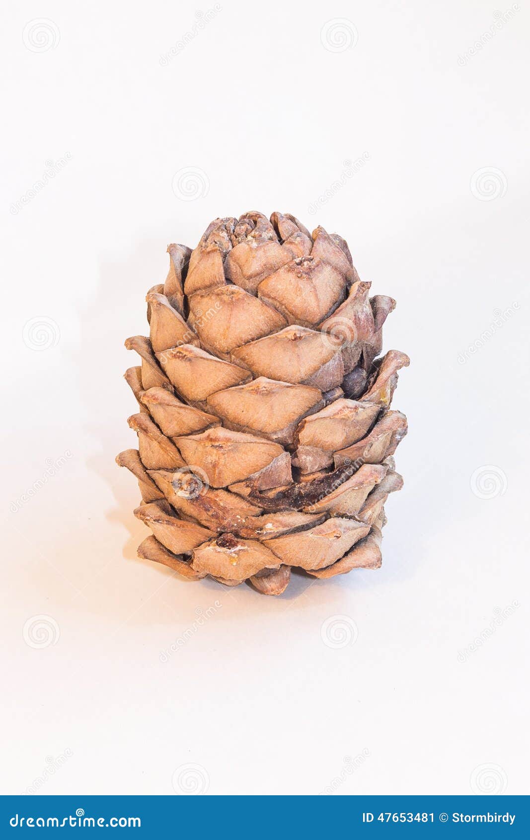 Cedar cone stock image. Image of tree, white, cedar, seed - 47653481