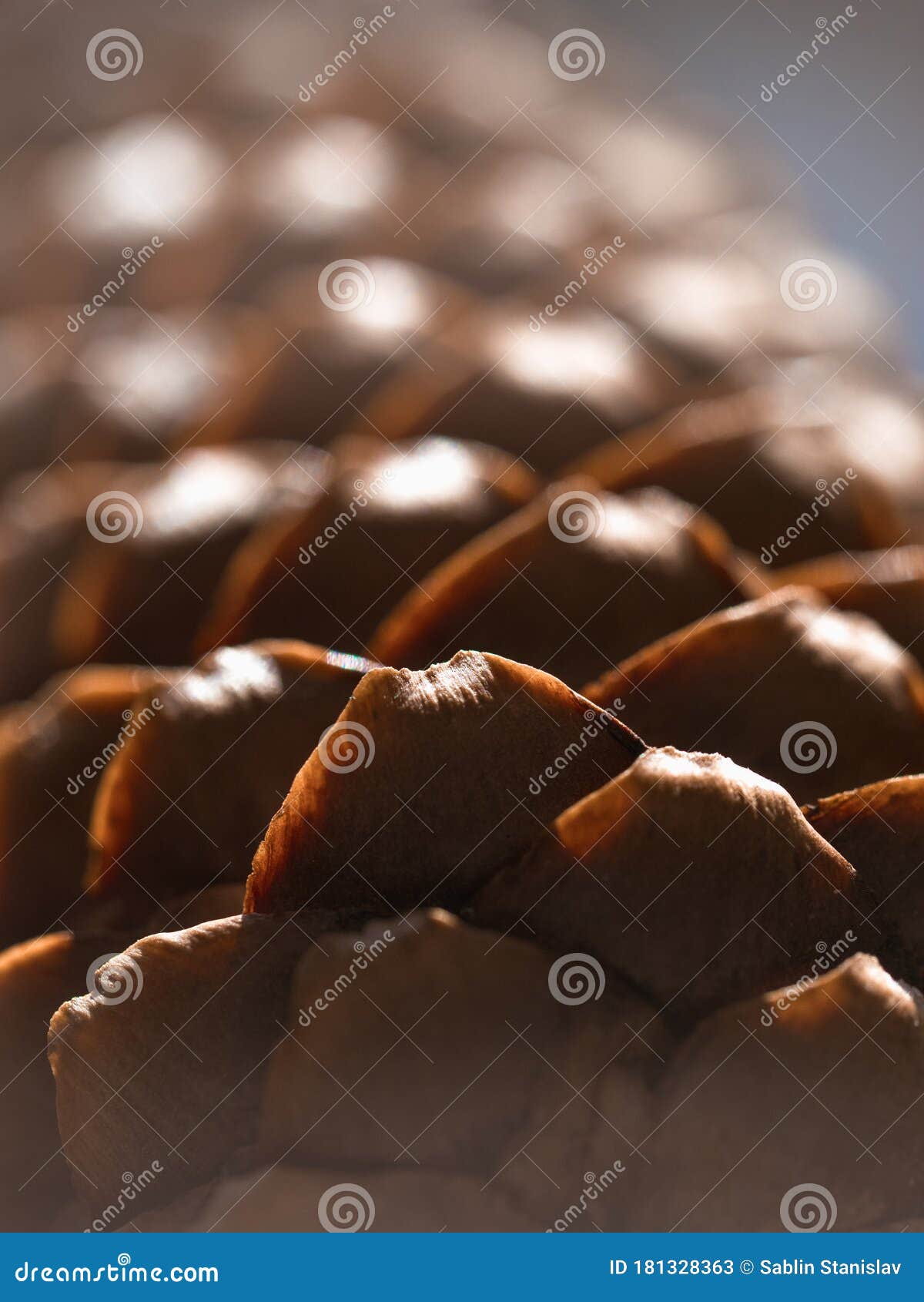 Cedar Cone Texture Close Up Stock Image - Image of contemporary ...