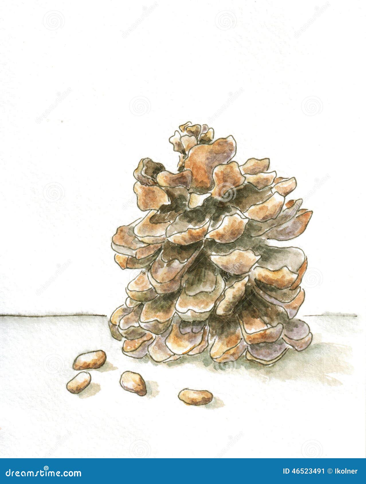 Cedar cone stock illustration. Illustration of cedar - 46523491
