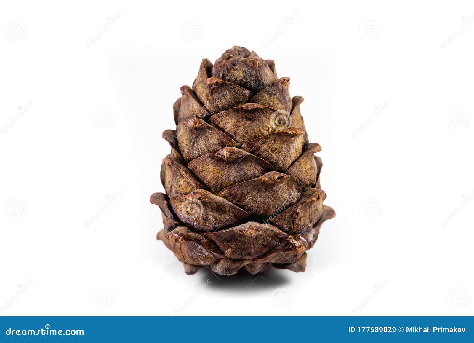 Cedar Cone on White Background Stock Image - Image of detail, green ...