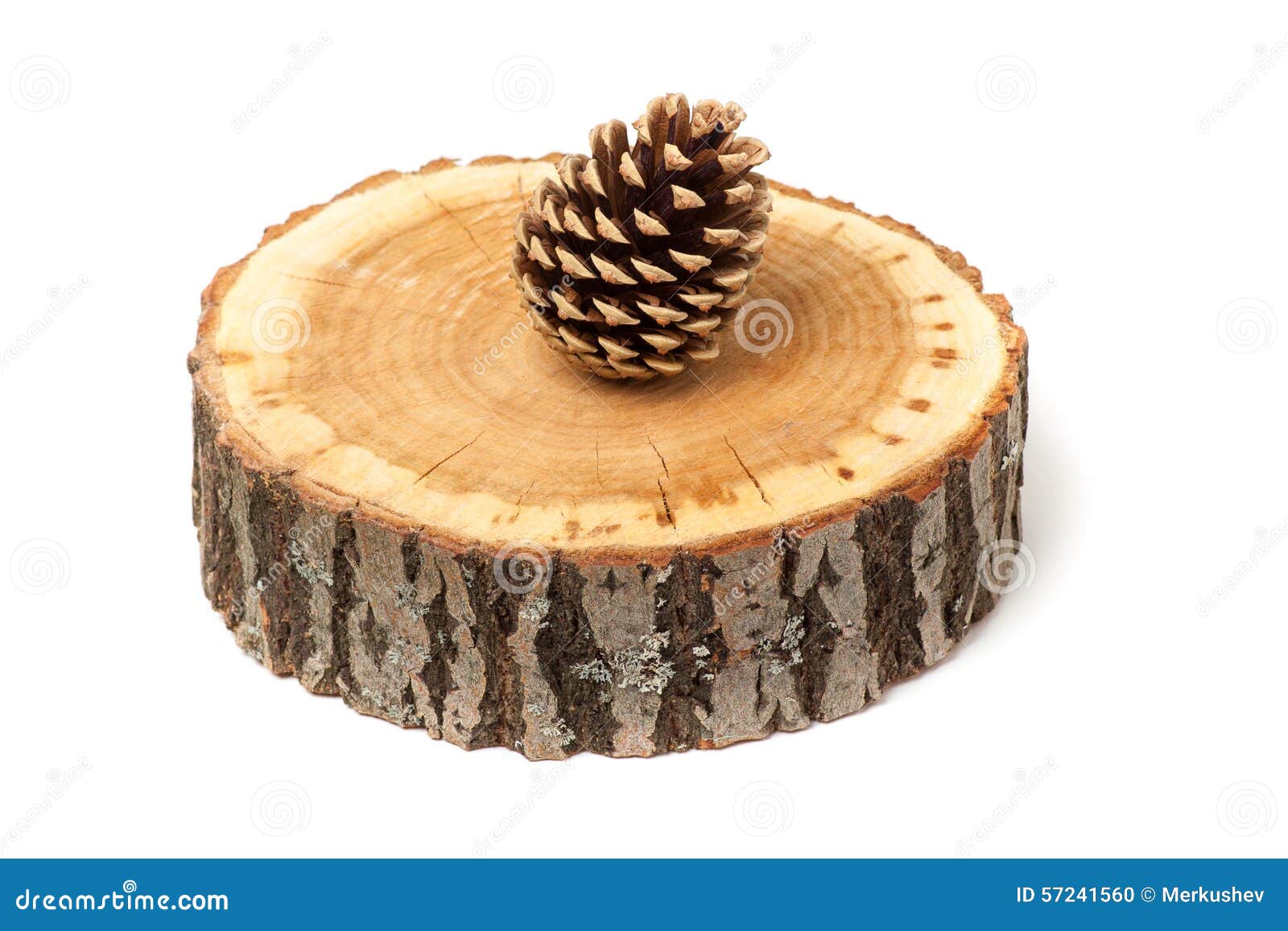 Cedar Cone on Wood Slice, Isolated Stock Photo - Image of white, forest ...