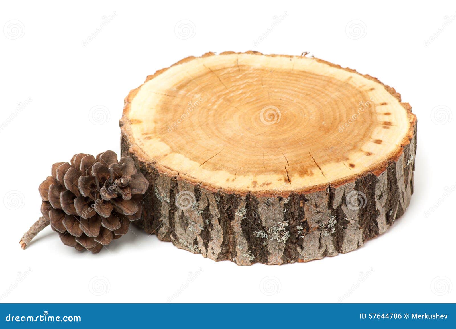 Cedar Cone and Wood Slice, Isolated Stock Photo - Image of seed ...