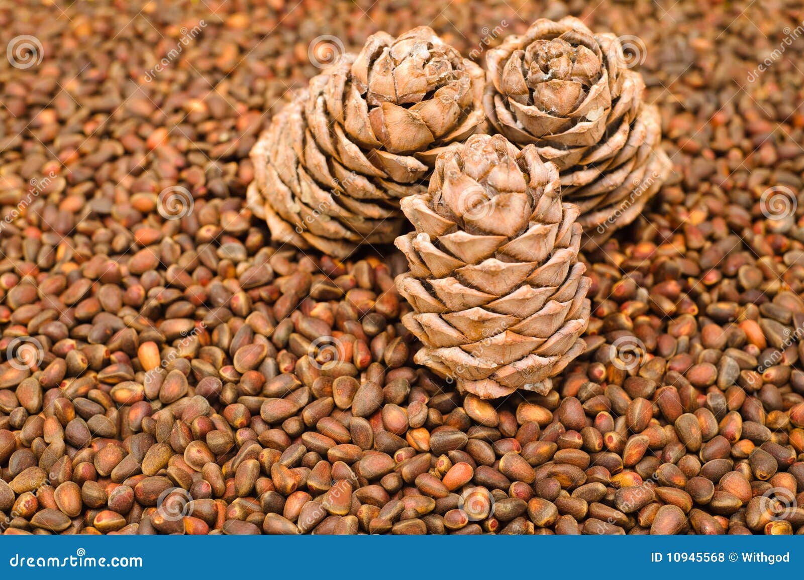 Cedar cones stock photo. Image of background, harvest - 10945568