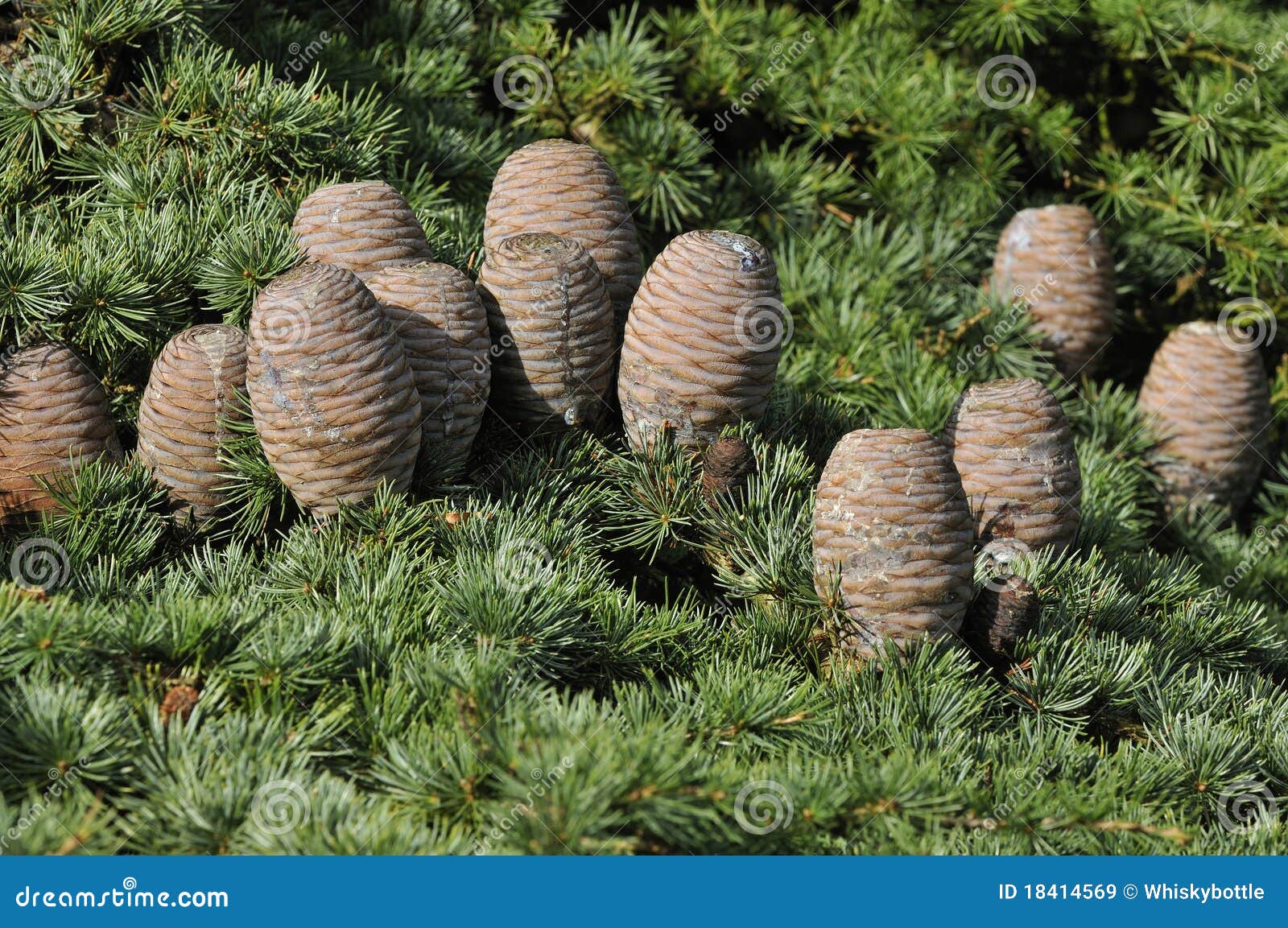 Cedar Cones stock image. Image of cedrus, tree, libani - 18414569
