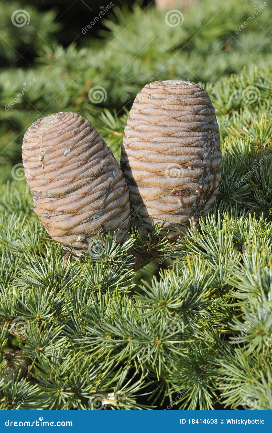Cedar Cones stock photo. Image of cone, lebanon, long - 18414608