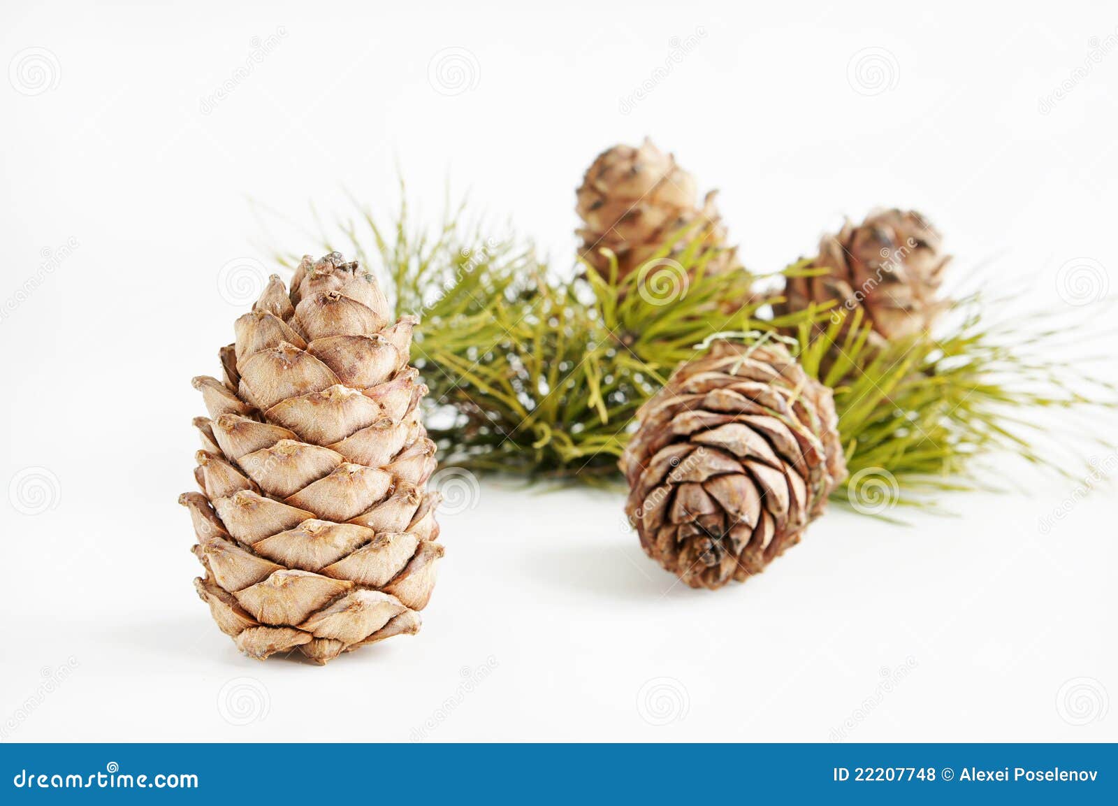 Cedar cones stock photo. Image of pine, resin, vegetarian - 22207748