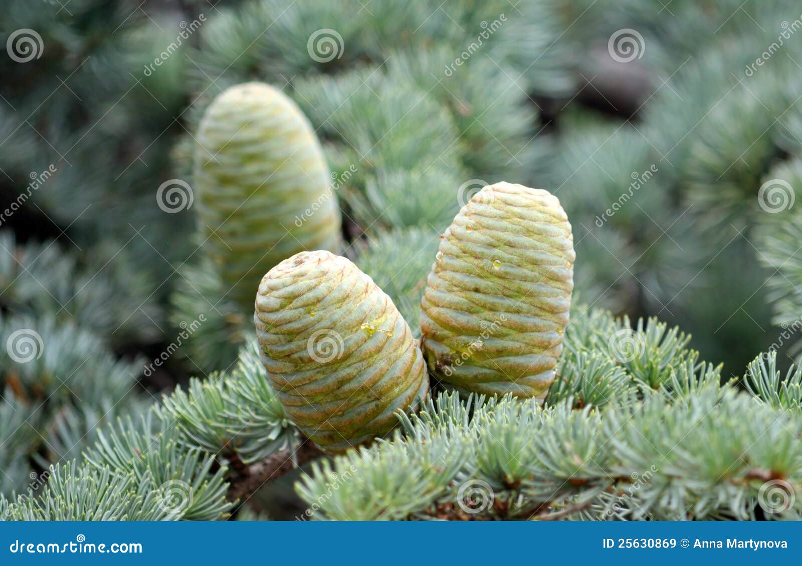 Cedar cones stock image. Image of aroma, pinaceae, branch - 25630869