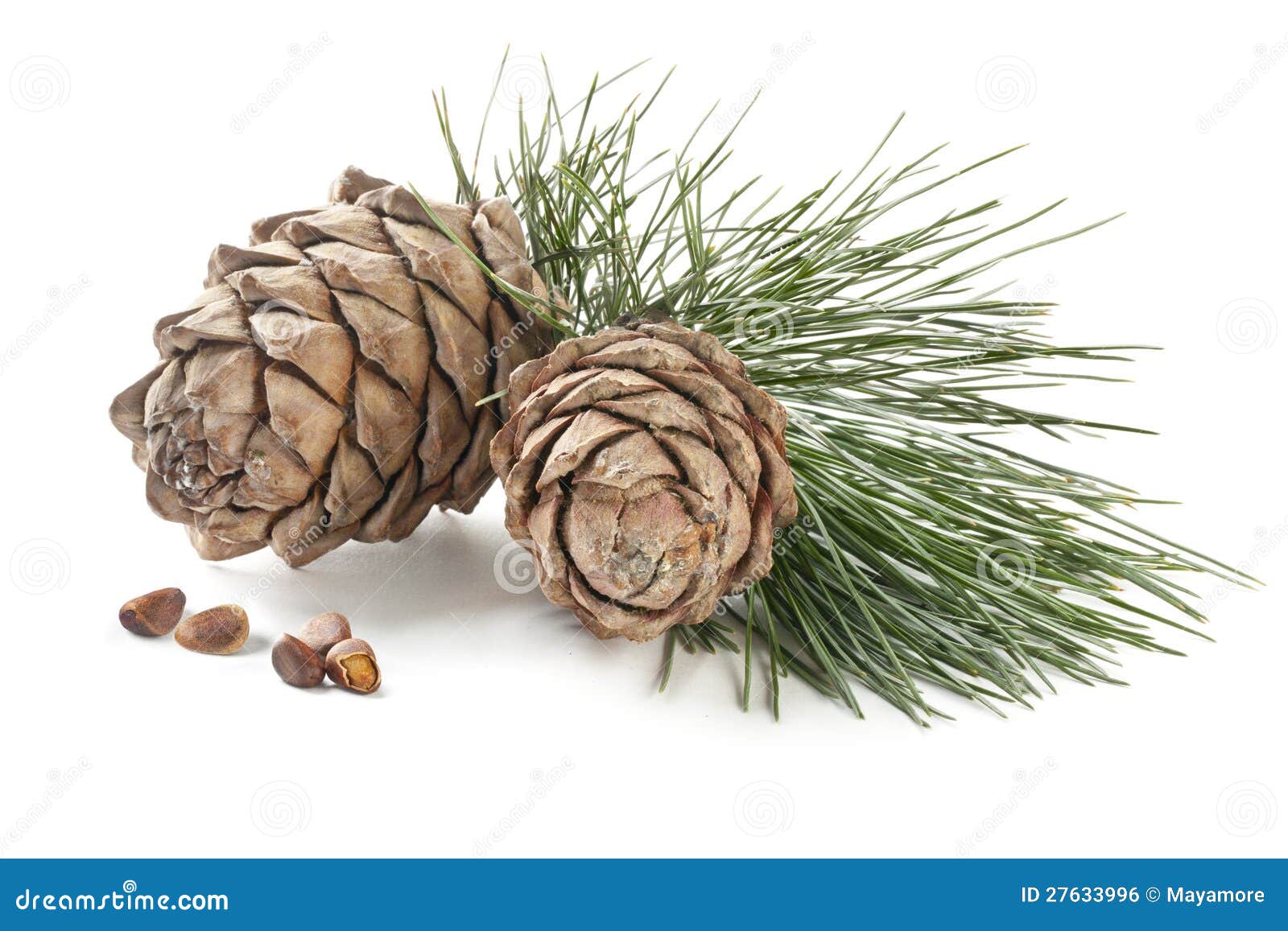 Cedar cones stock photo. Image of cone, volatile, nice - 27633996