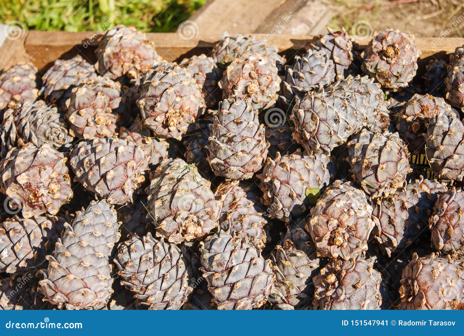 Pine Cones Cooked for Processing Stock Image - Image of natural ...