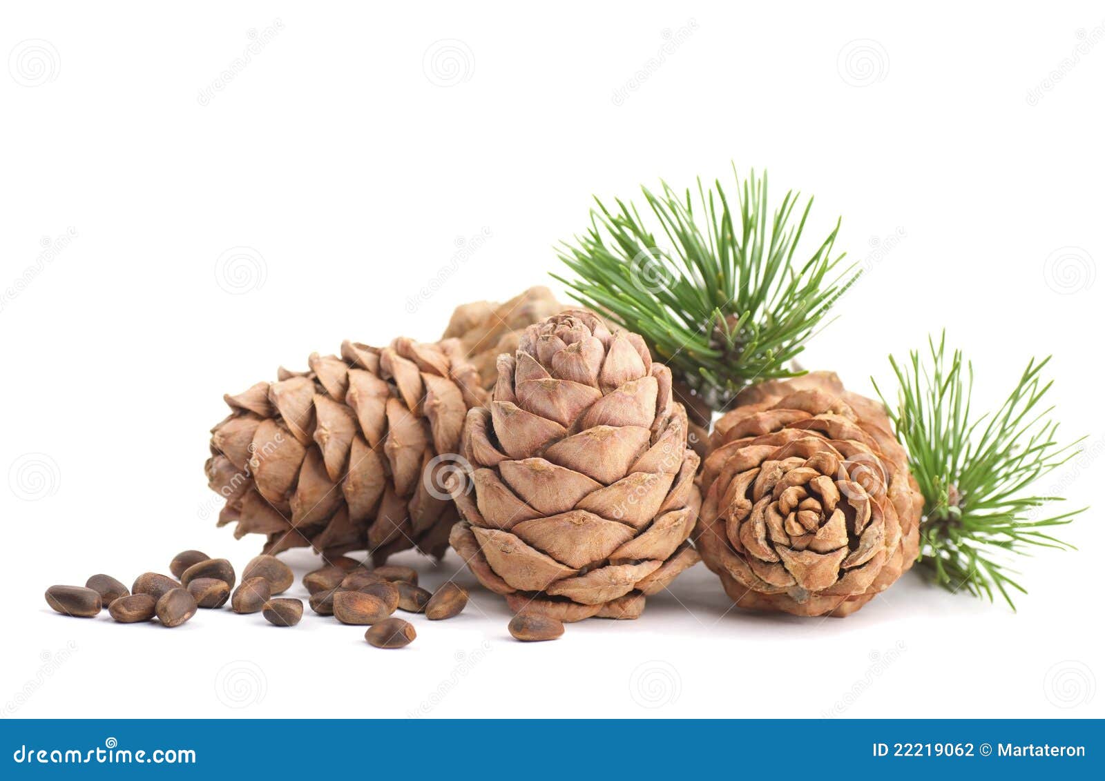 Cedar cones with branch stock photo. Image of seed, wood - 22219062