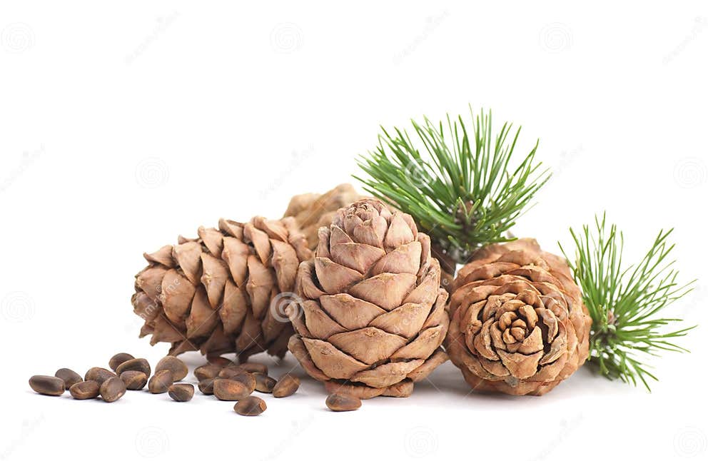 Cedar cones with branch stock photo. Image of seed, wood - 22219062