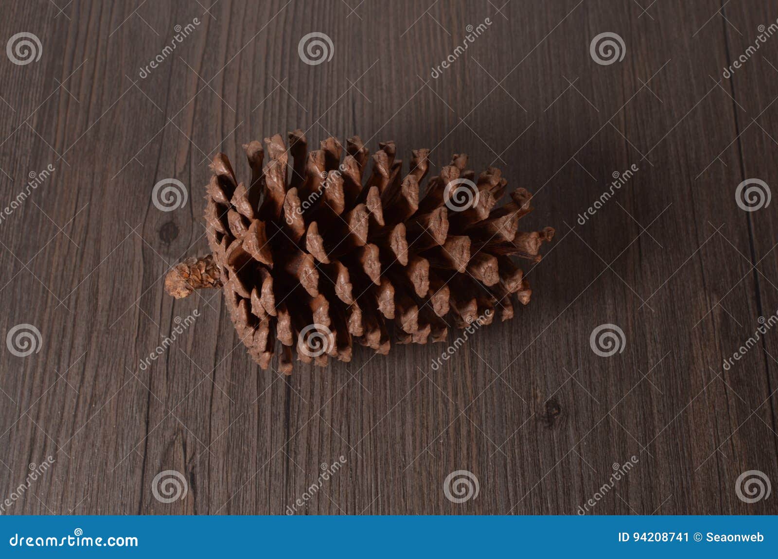 Cedar Cones with Branch and Nuts Stock Image - Image of isolated, food ...