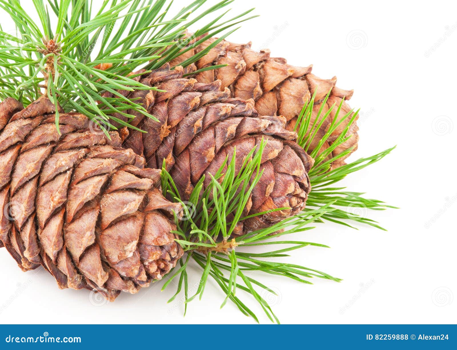 Cedar cones with branch stock photo. Image of volatile - 82259888