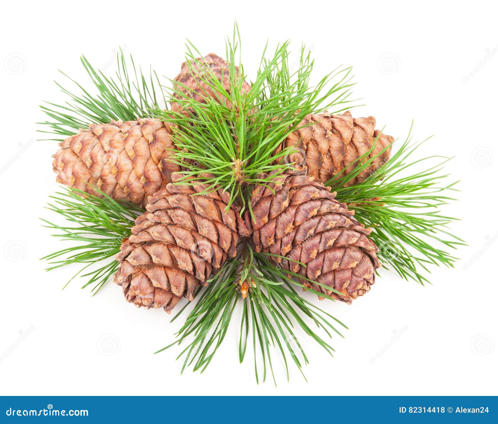 Cedar cones with branch stock photo. Image of resin, forest - 82314418