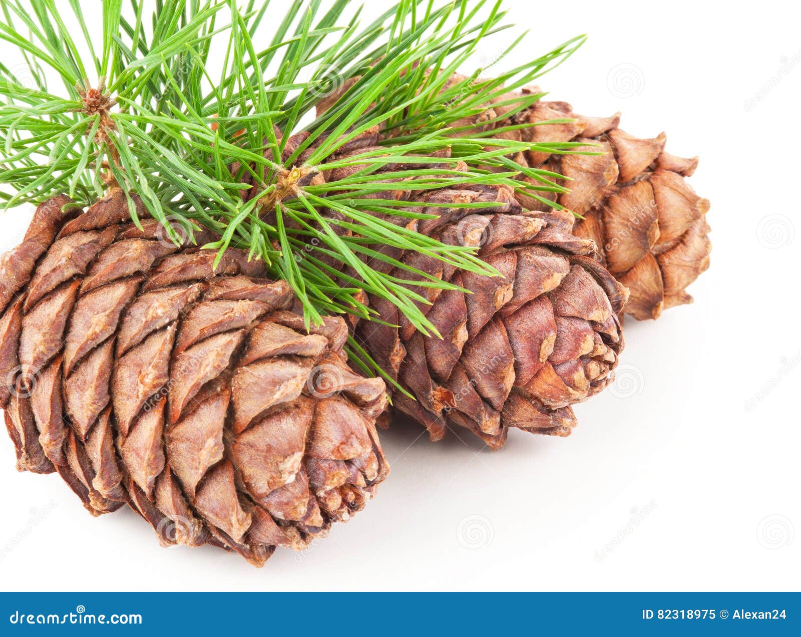 Cedar cones with branch stock image. Image of resin, tree - 82318975