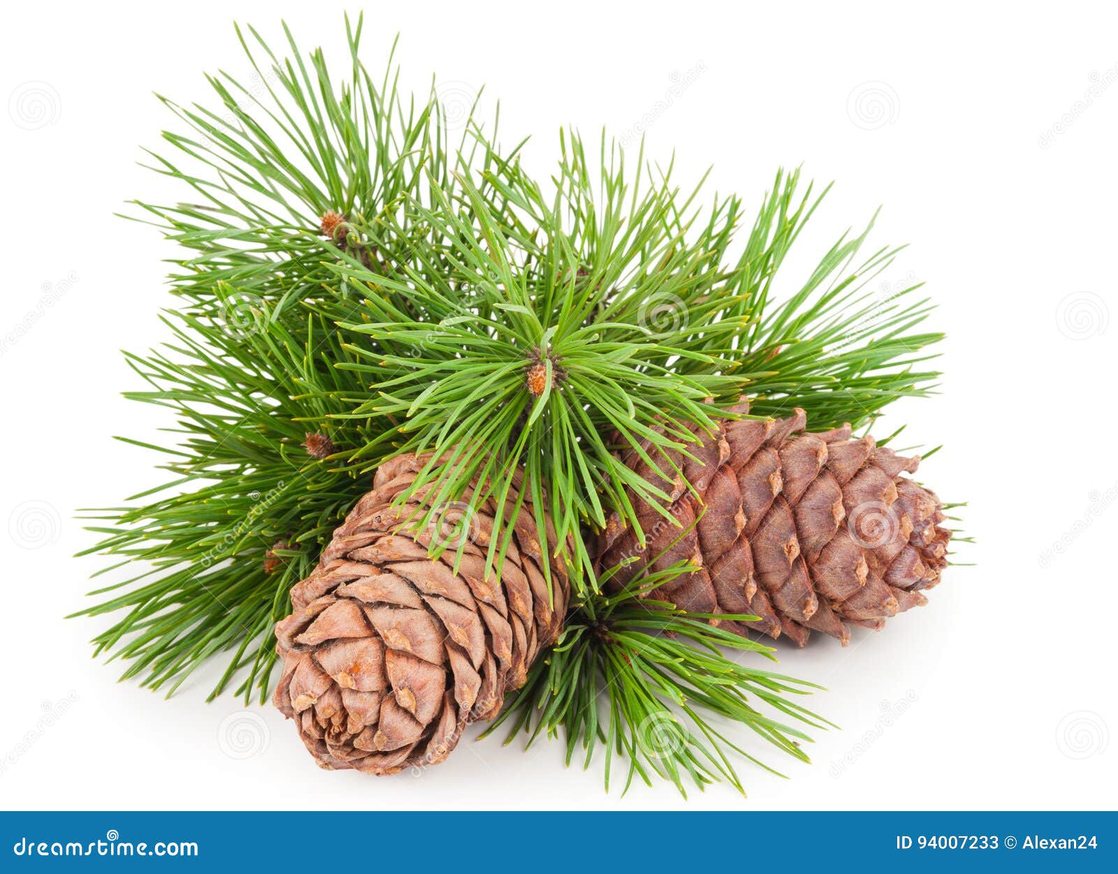 Cedar cones with branch stock image. Image of tree, holiday - 94007233