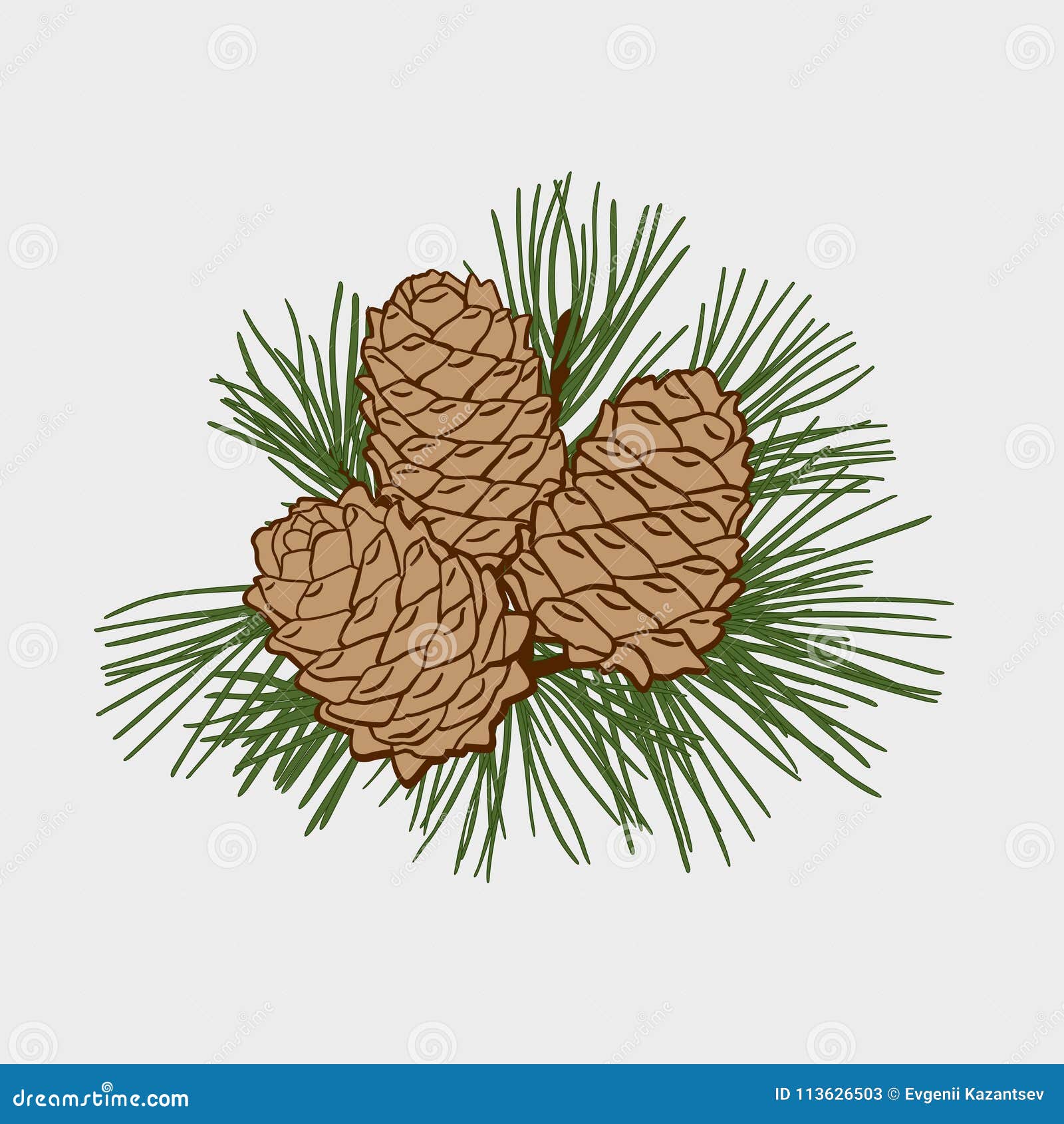 Cedar Cones Colored on a Branch Stock Vector - Illustration of pine ...
