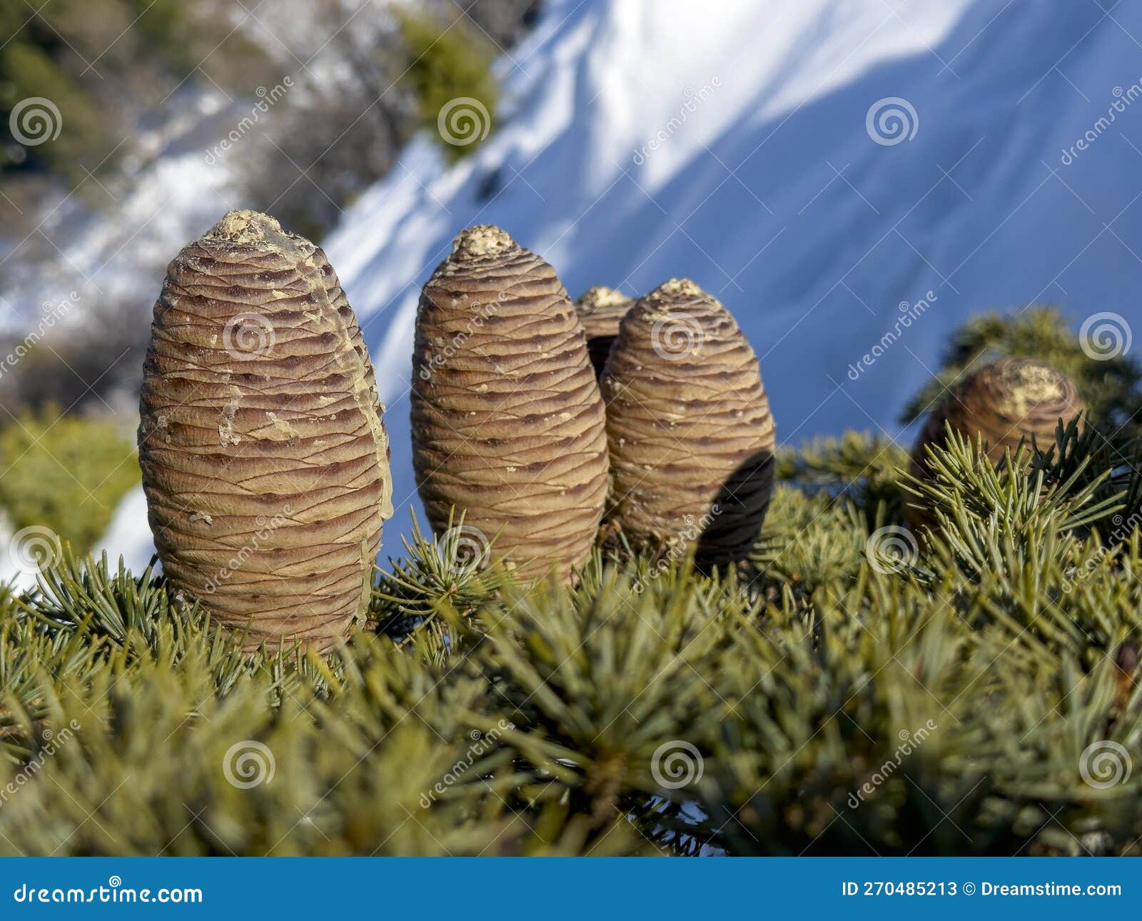 Cedar Cones and Details in Nature Stock Image - Image of winter ...
