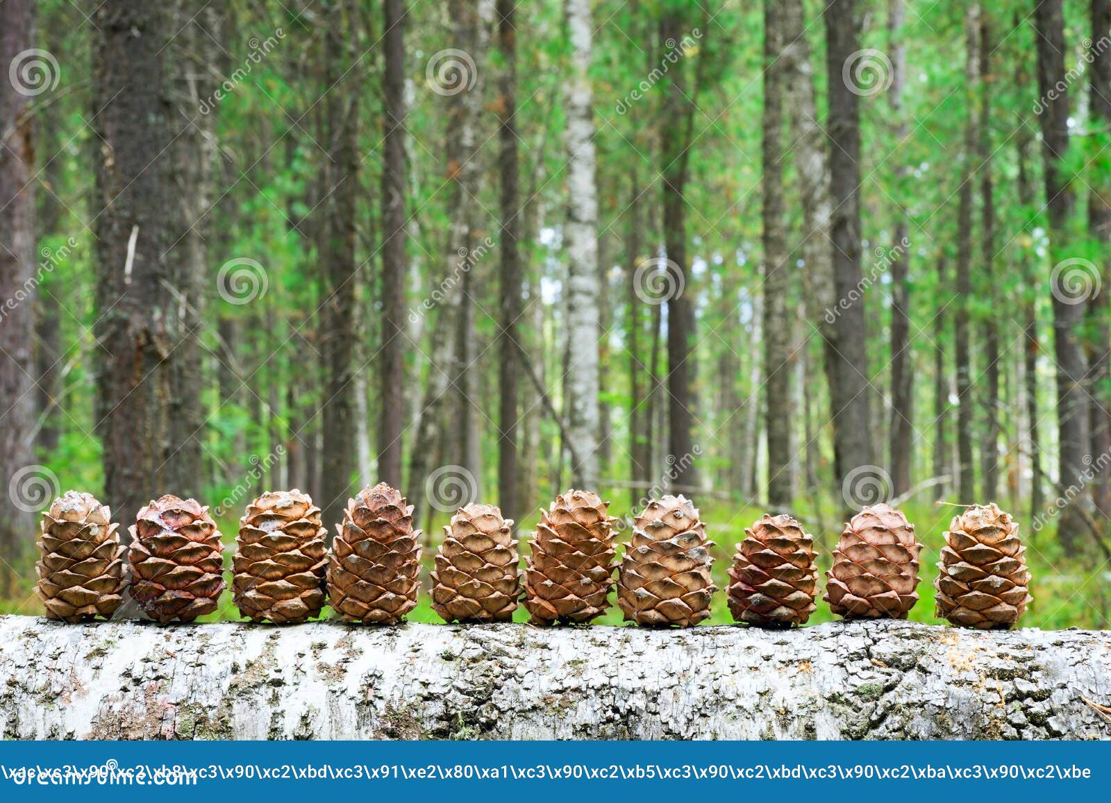 Cedar Cones Lined Up Log Stock Photos - Free & Royalty-Free Stock ...