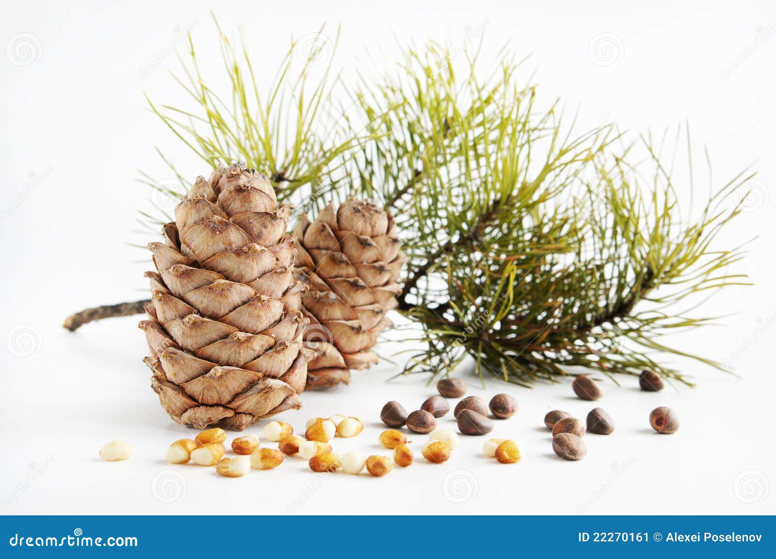 Cedar cones and nuts stock image. Image of green, cedar - 22270161