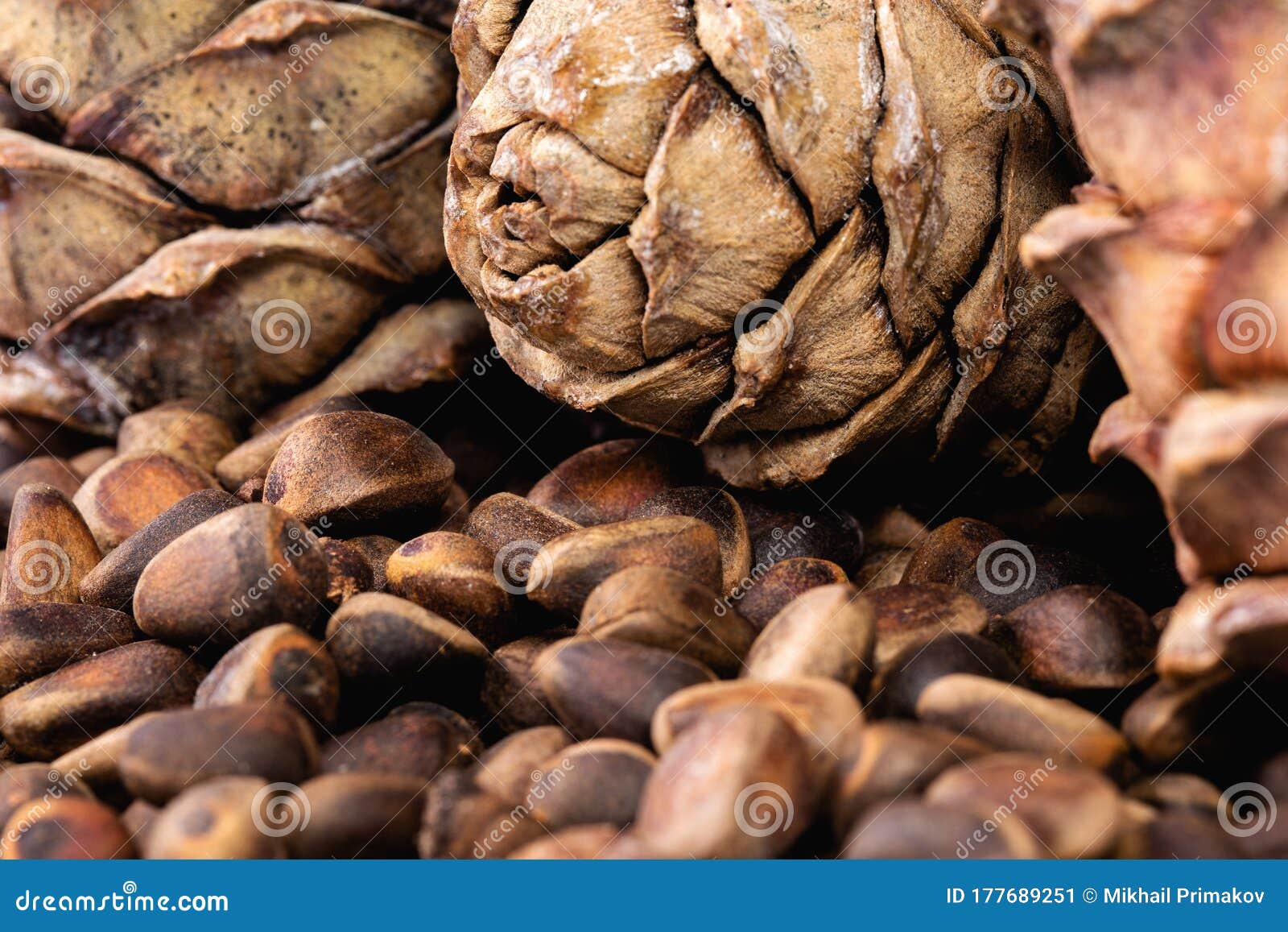 Cedar Cones and Nuts Closeup Macro Stock Image - Image of green, peeled ...