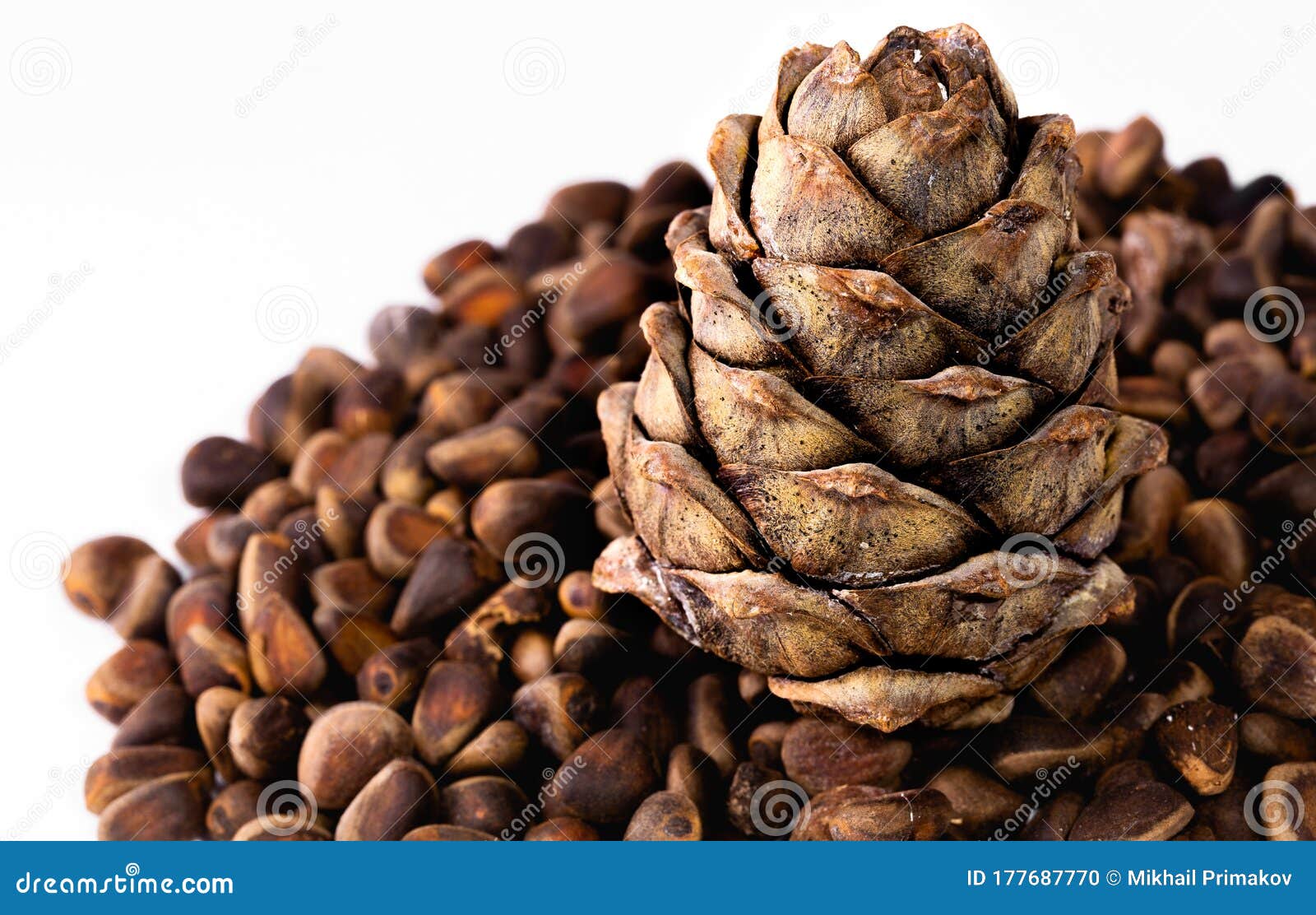 Cedar Cones on Nuts Pinus Sibirica Closeup Stock Photo - Image of ...