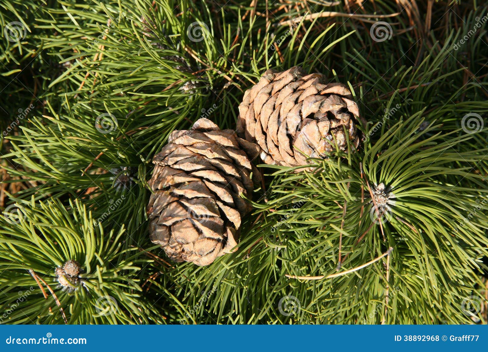 Cedar cones stock photo. Image of seeds, needle, food - 38892968
