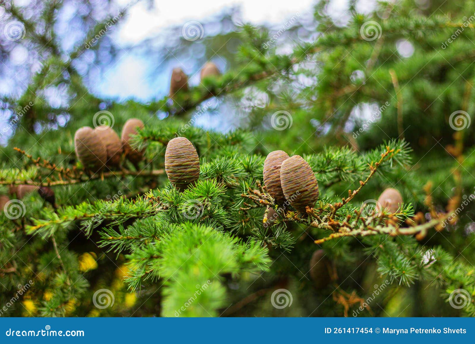 Cedar Cones on a Tree Branch . Nature, Botany Stock Photo - Image of ...