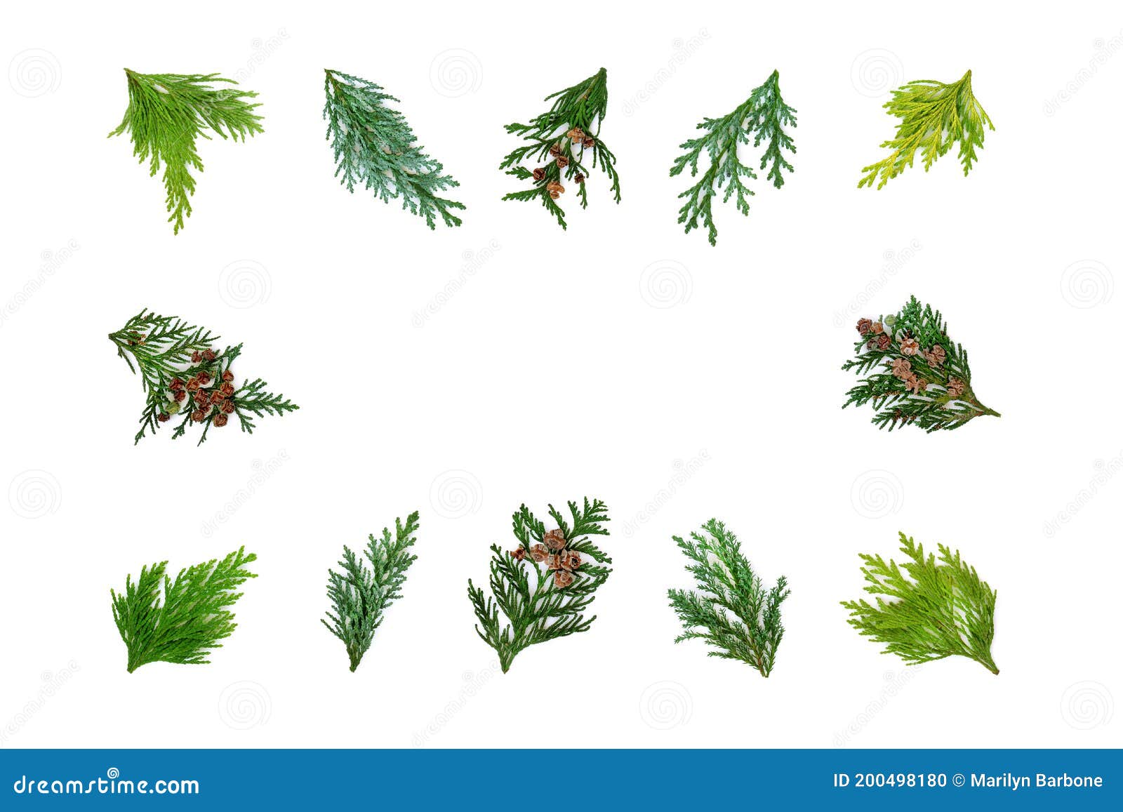 Cedar Cypress Abstract Background Border Stock Photo - Image of cones ...