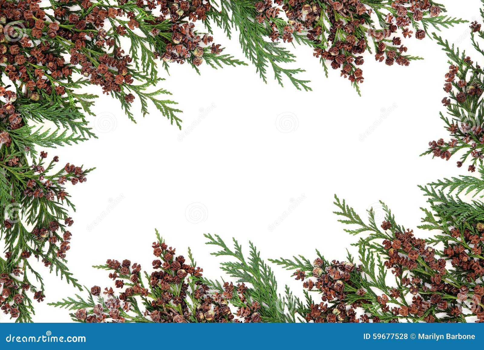 Cedar Cypress Border stock photo. Image of decoration - 59677528