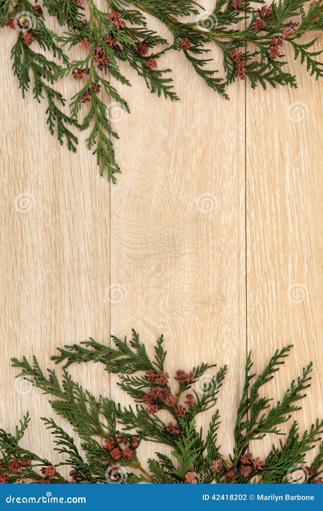 Cedar Cypress Border stock photo. Image of nature, greenery - 42418202