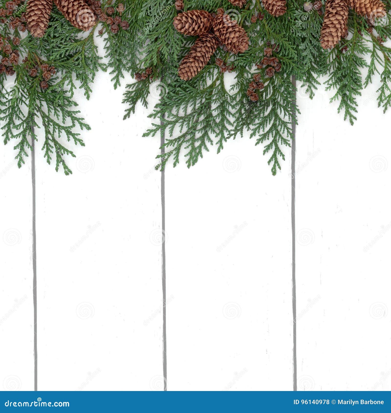 Cedar Cypress Leaf Background Border Royalty-Free Stock Photography ...