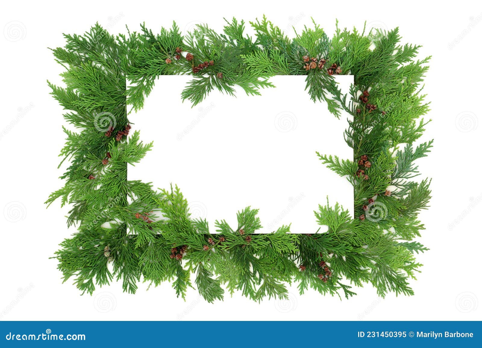 Cedar Cypress Border Stock Photography | CartoonDealer.com #42418202