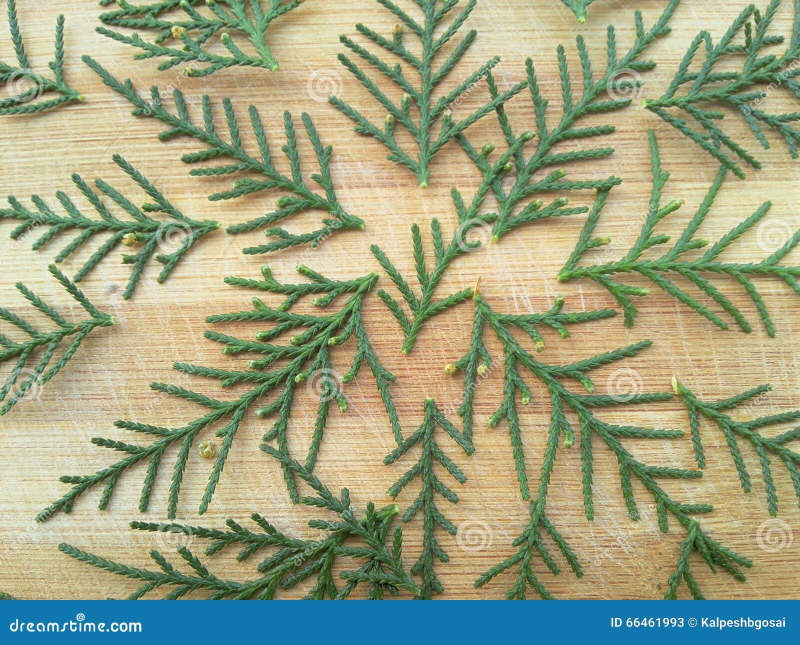 Cedar Cypress Leaf Background Border Royalty-Free Stock Photography ...
