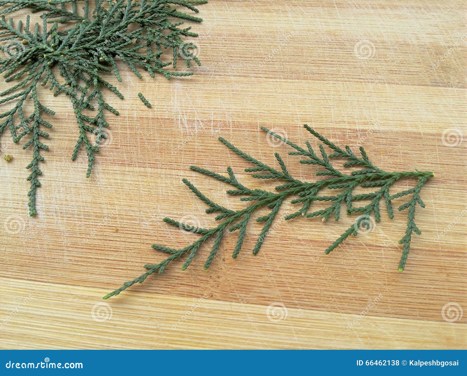 Cedar cypress leaf stock photo. Image of beauty, green - 66462138