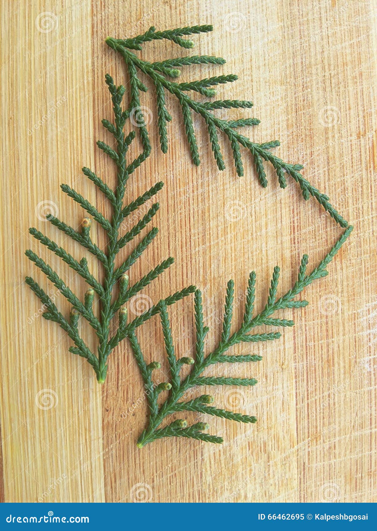 Evergreen Triangle Shape Trimmed Topiary Tree In Terracotta Pot ...