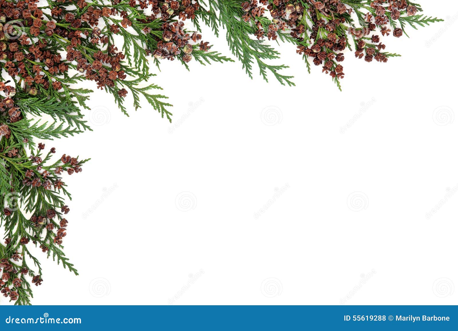 Cedar Cypress Leyland Border Foto de archivo - Imagen de invierno ...