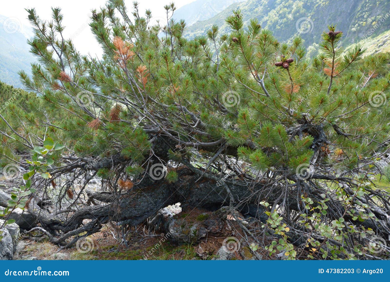 Cedar Elfin Wood on the Slopes of the Barguzin Range Stock Image ...