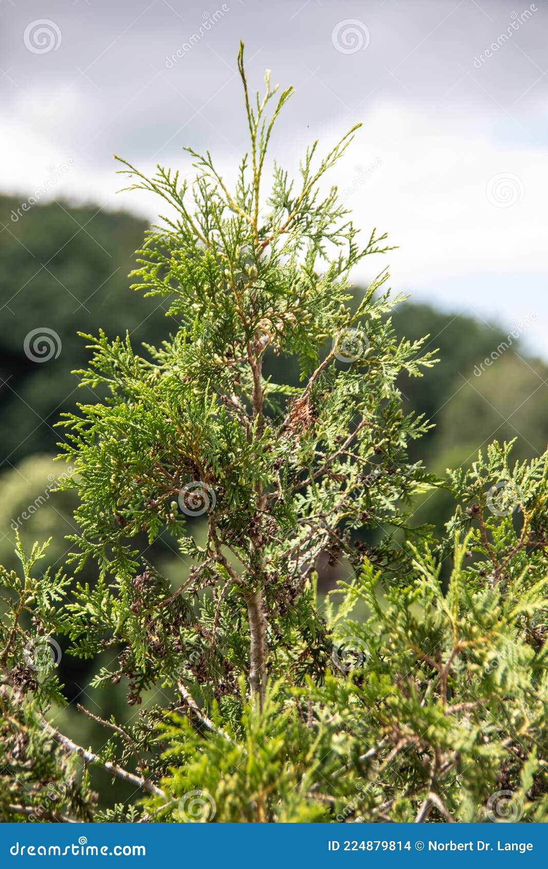 Cedar with Ever Green Branches Stock Photo - Image of nature, hill ...