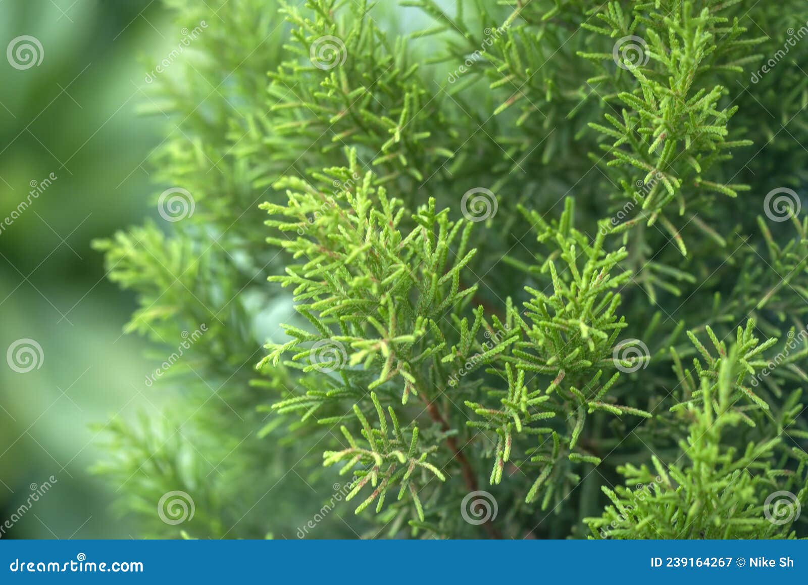 Cedar folhas imagem de stock. Imagem de planta, folhas - 239164267