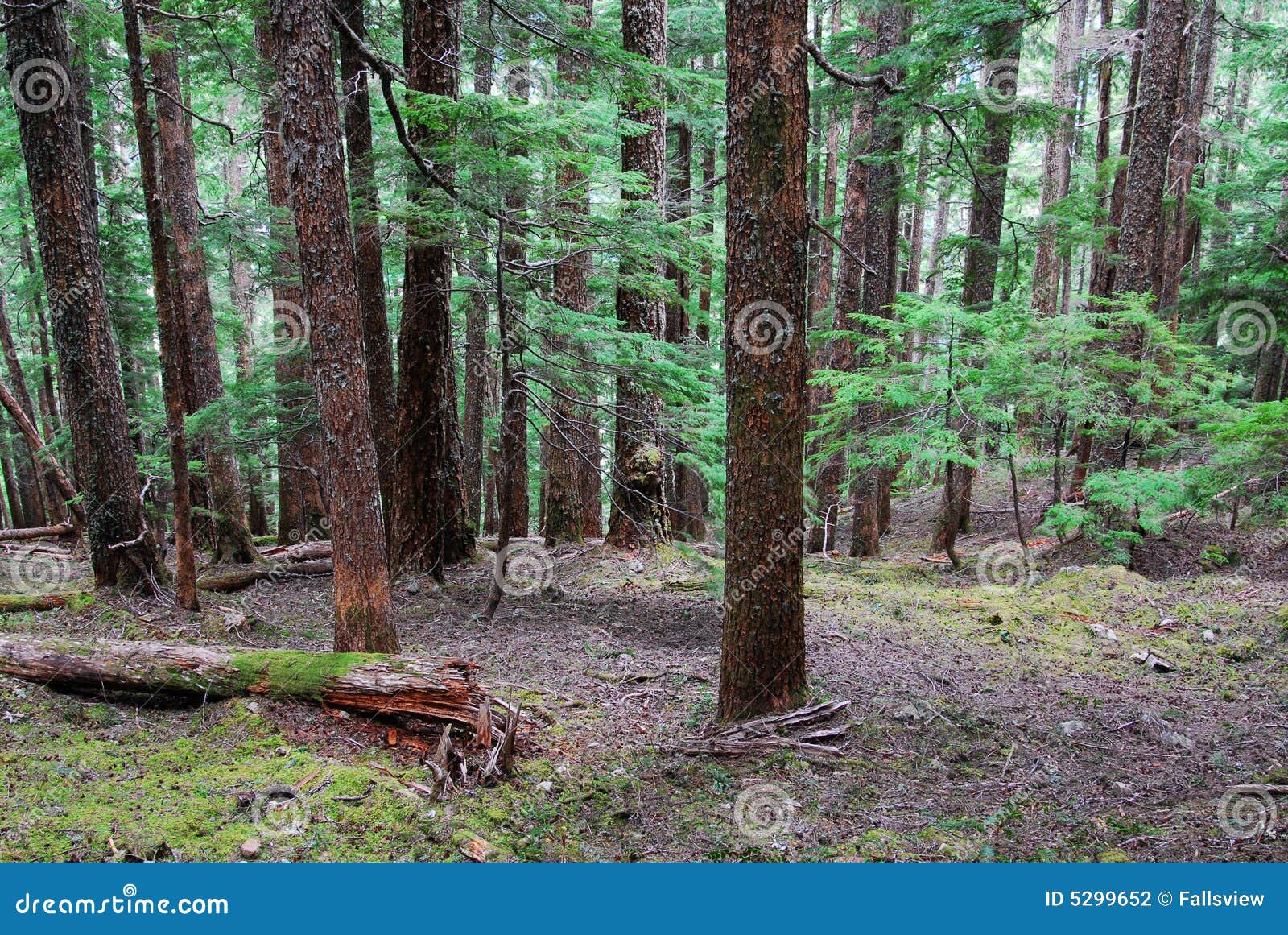 Cedar forest stock photo. Image of canada, outdoor, hiking - 5299652