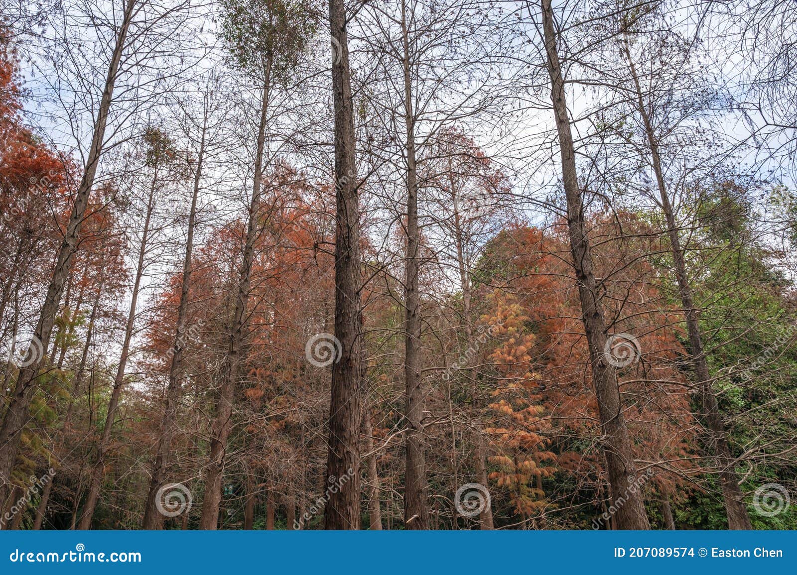Cedar Forest in Different Colors in Autumn Stock Photo - Image of cedar ...