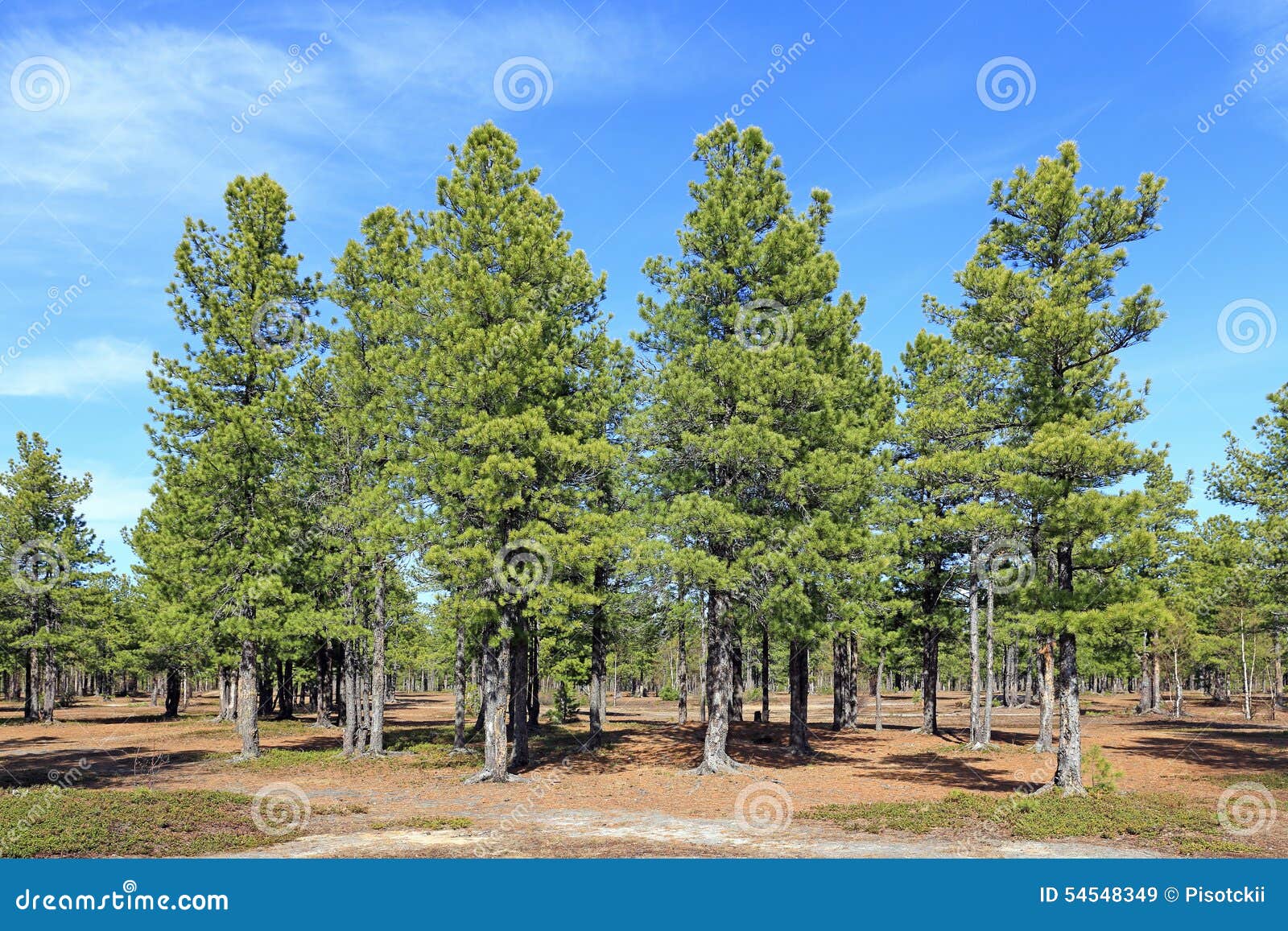 Cedar forest stock image. Image of summer, natural, simple - 54548349
