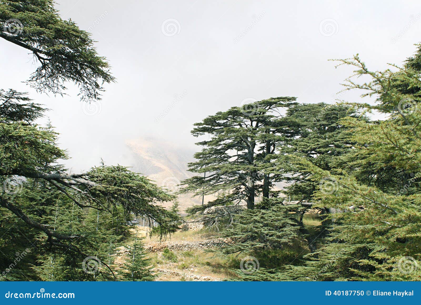 Cedar Forest, Lebanon stock photo. Image of cedrus, mysterious - 40187750