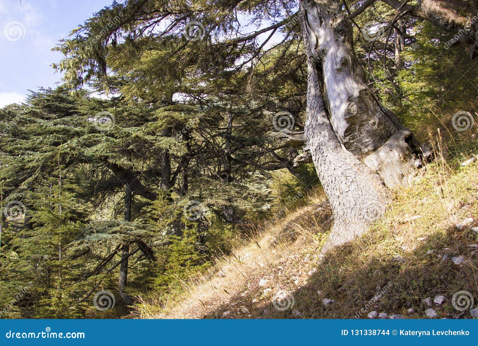 Cedar Forest in Lebanon. Old Lebanon Cedar. the Cedars of Lebanon ...
