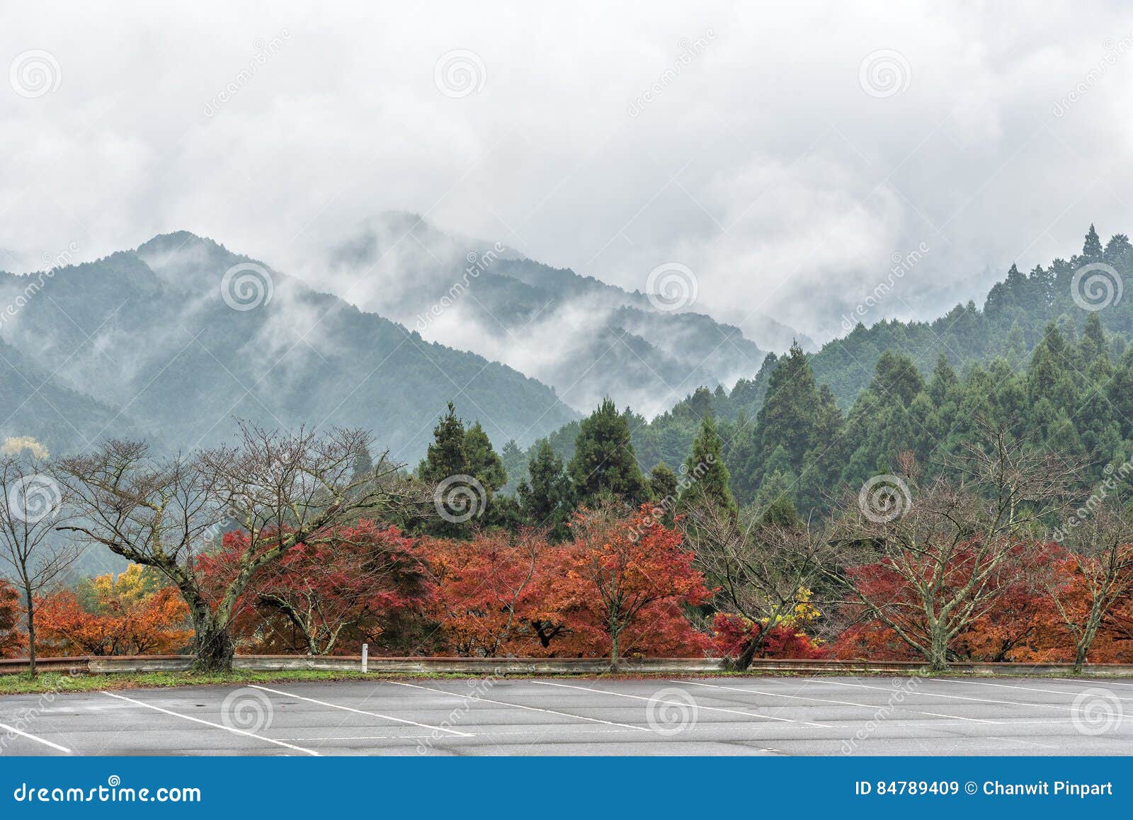 Cedar Forest Mountain Scenery in the Mist. Nara, Japan Stock Image ...