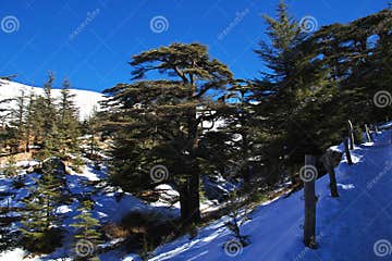 The Cedar Forest in Mountains of Lebanon Stock Photo - Image of rare ...