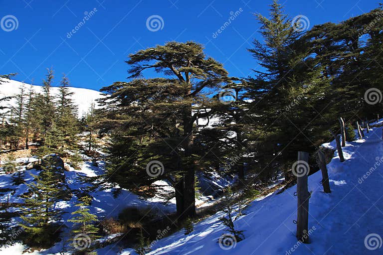 The Cedar Forest in Mountains of Lebanon Stock Photo - Image of rare ...